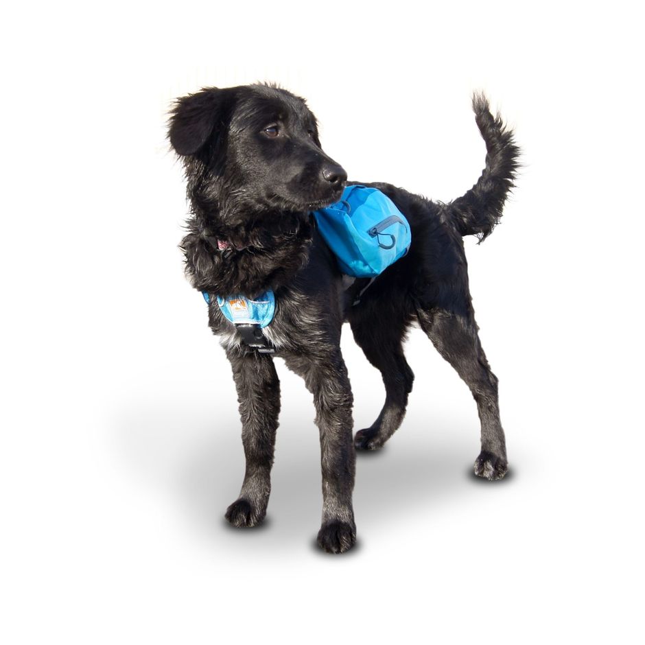 Köp Kurgo Baxter Dog Backpack till din hund | Tinybuddy
