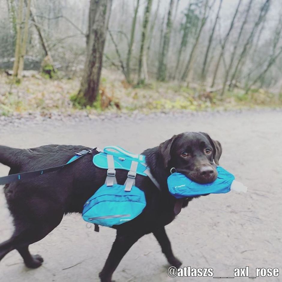 Köp Kurgo Baxter Dog Backpack till din hund | Tinybuddy