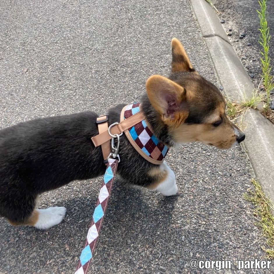 Urban Pup Koppel 112 cm - Robust & Snyggt för stadspromenad