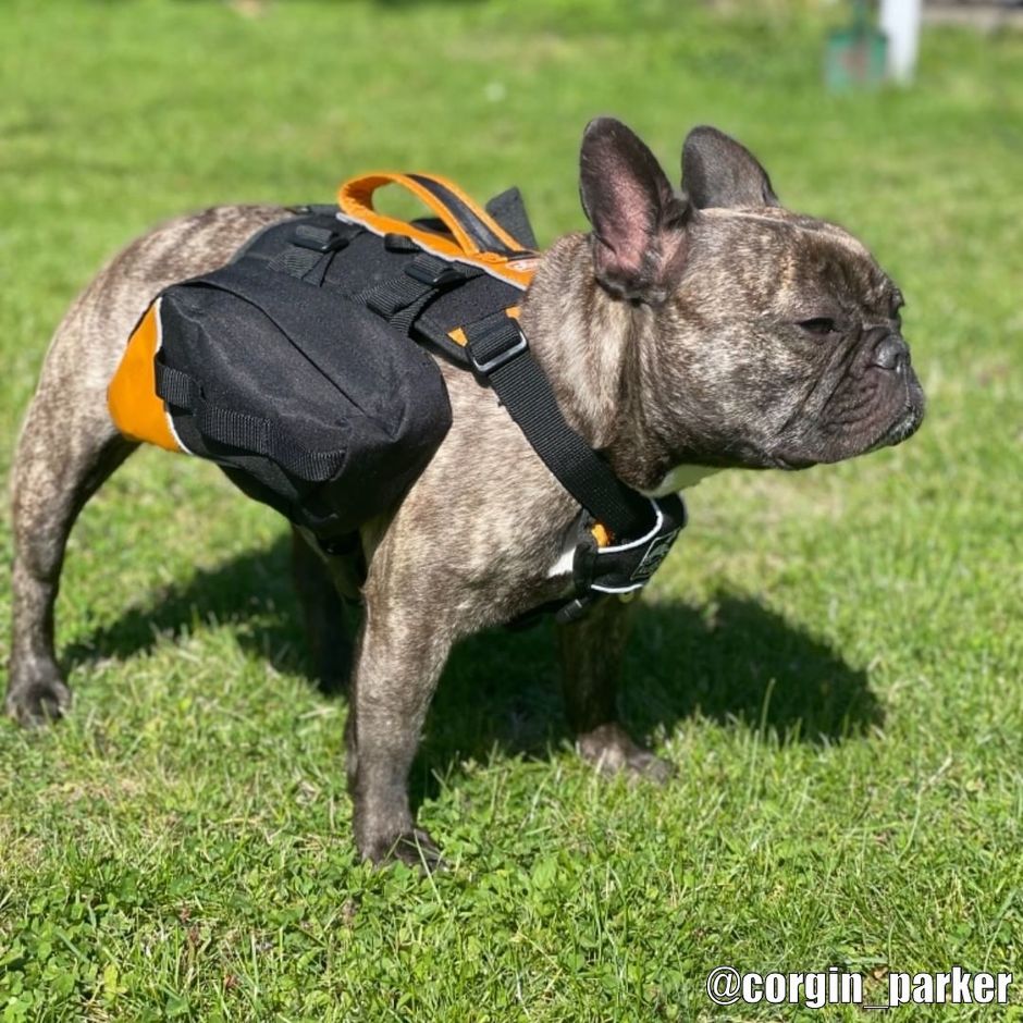 Köp Kurgo Baxter Dog Backpack till din hund | Tinybuddy