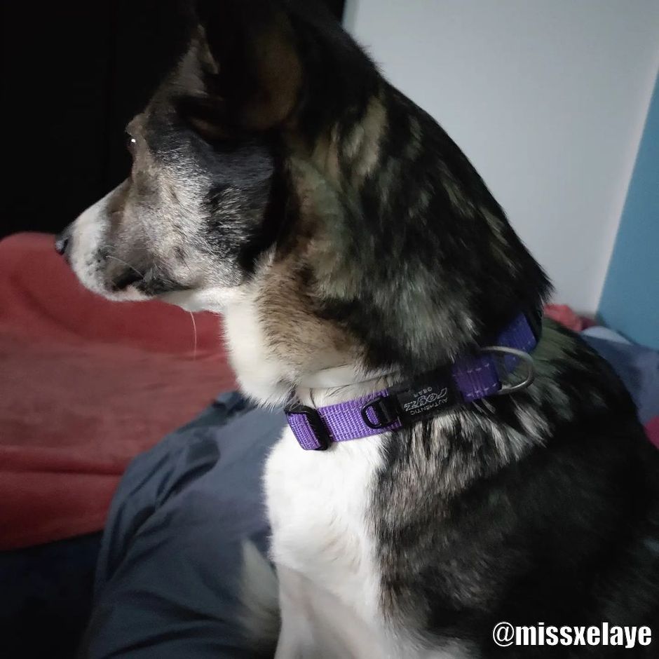 Köp Rogz Halsband till din hund | Tinybuddy