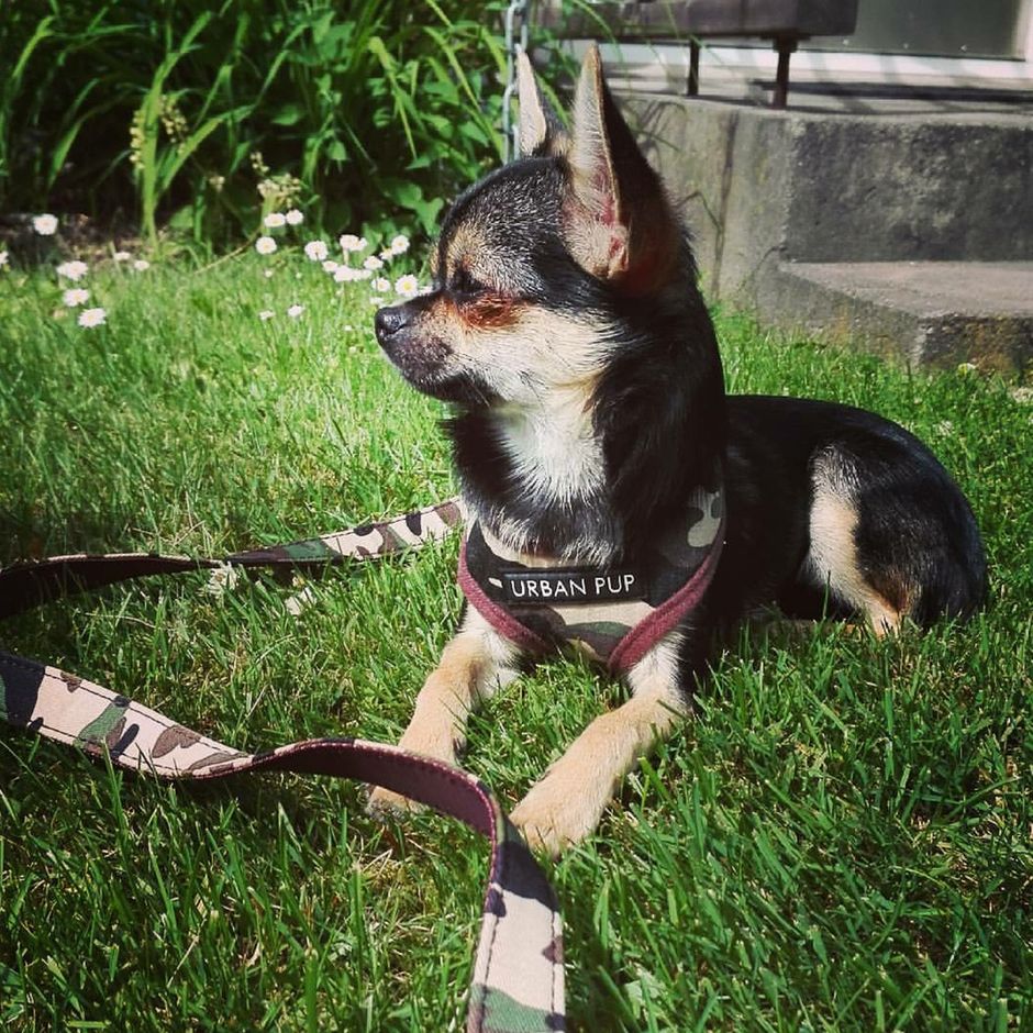 Urban Pup Koppel 112 cm - Robust & Snyggt för stadspromenad